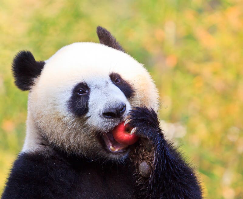 Giant Panda Having Lunch at San Diego Zoo Editorial Image - Image of ...