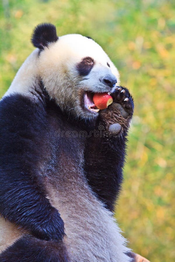 Panda stock photo. Image of sichuan, bear, grass, chinese - 32538272