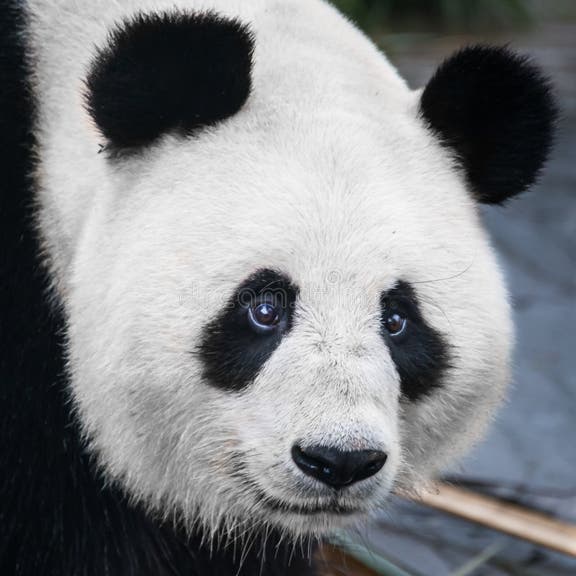 5,986 Panda Face Stock Photos - Free & Royalty-Free Stock Photos from ...
