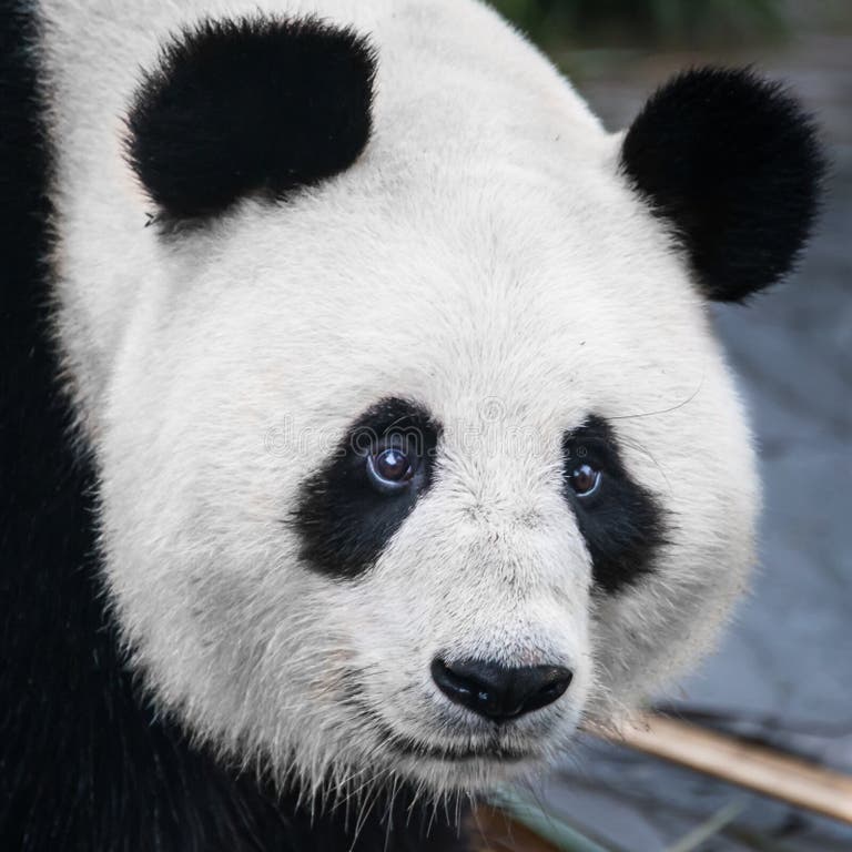 5,986 Panda Face Stock Photos - Free & Royalty-Free Stock Photos from ...
