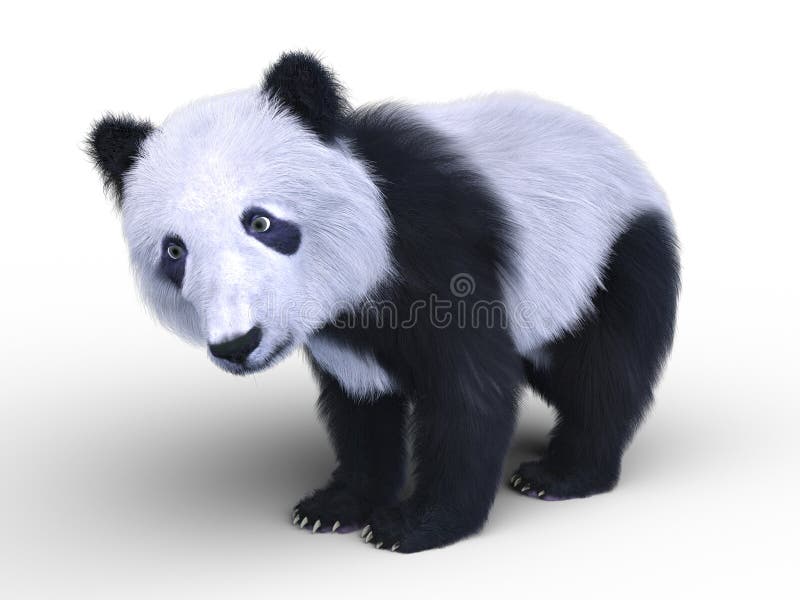 Panda stock photo. Image of black, wildlife, animal, endangered - 98492446