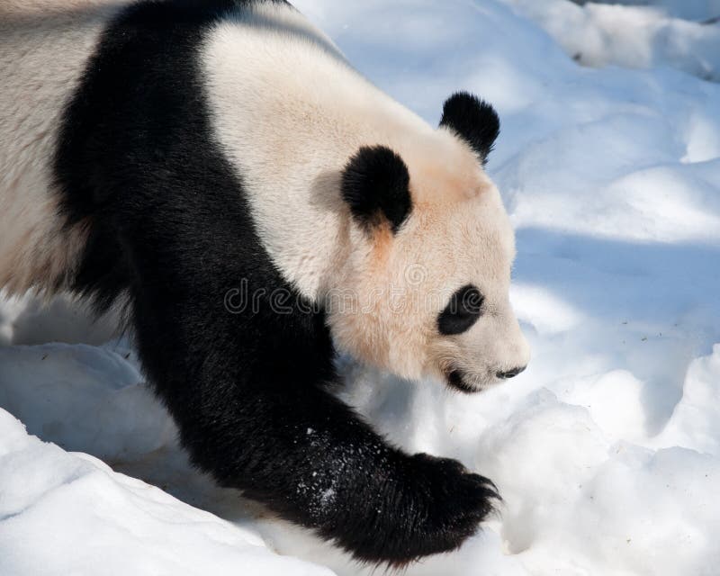 Panda dans la neige photo stock. Image du sauvage, animal - 13159834