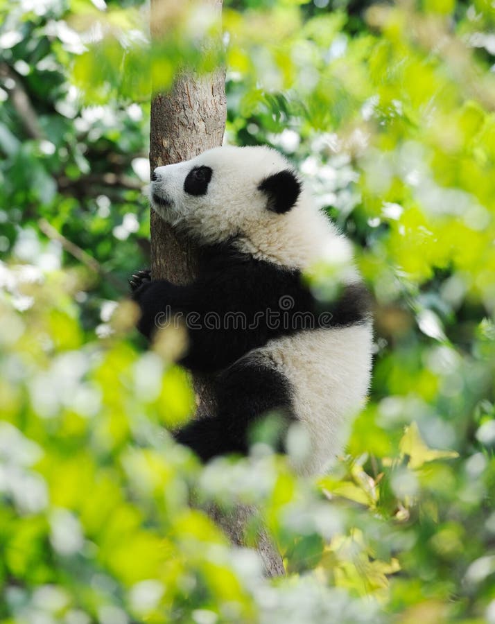 Panda Del Bambino Sull'albero Fotografia Stock - Immagine di ...