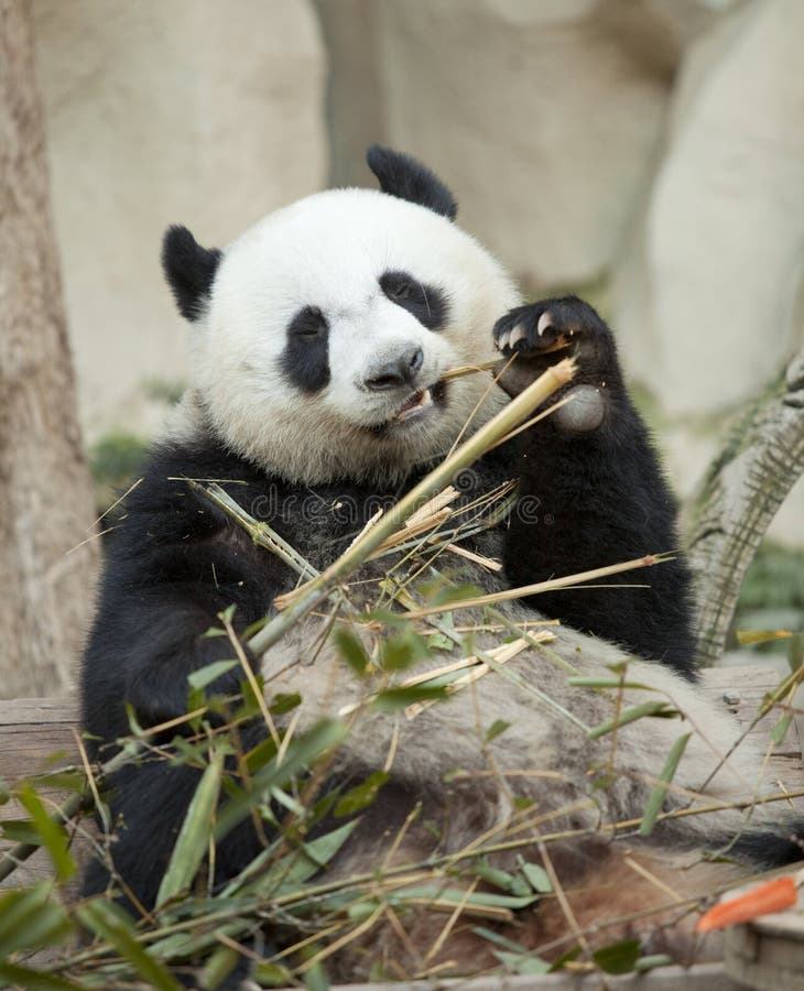 Panda, der Bambus isst stockbild. Bild von eingebürgert - 22652567