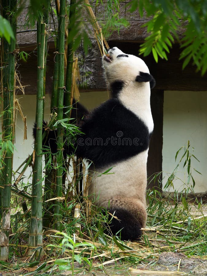 Panda, der Bambus isst stockbild. Bild von sitzen, haar - 32827225
