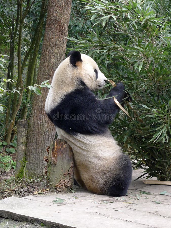 Panda, der Bambus isst stockbild. Bild von blätter, unterseite - 19836971