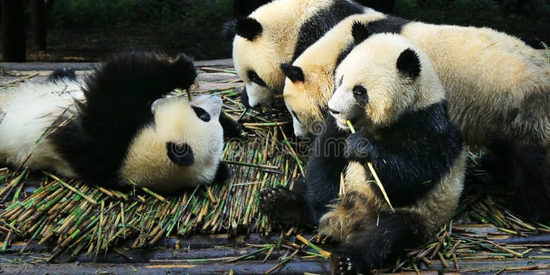 Panda die bamboe eet stock foto. Image of panda, chengdu - 122481364