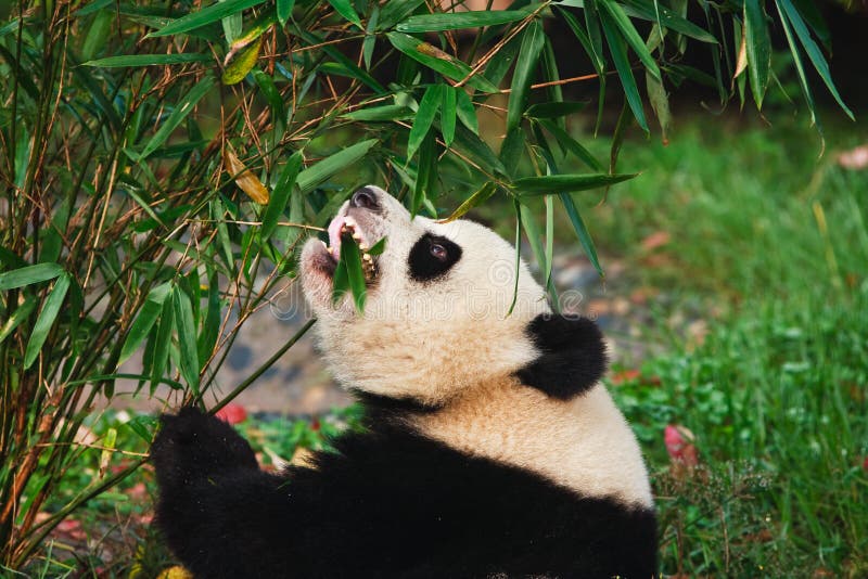 Panda die bamboe eet stock foto. Image of herbivoor, soorten - 6947364