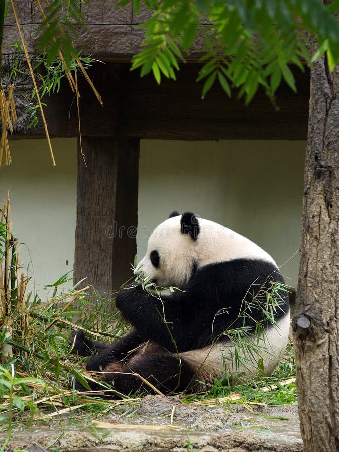 Panda die bamboe eten stock afbeelding. Image of zetel - 32827225