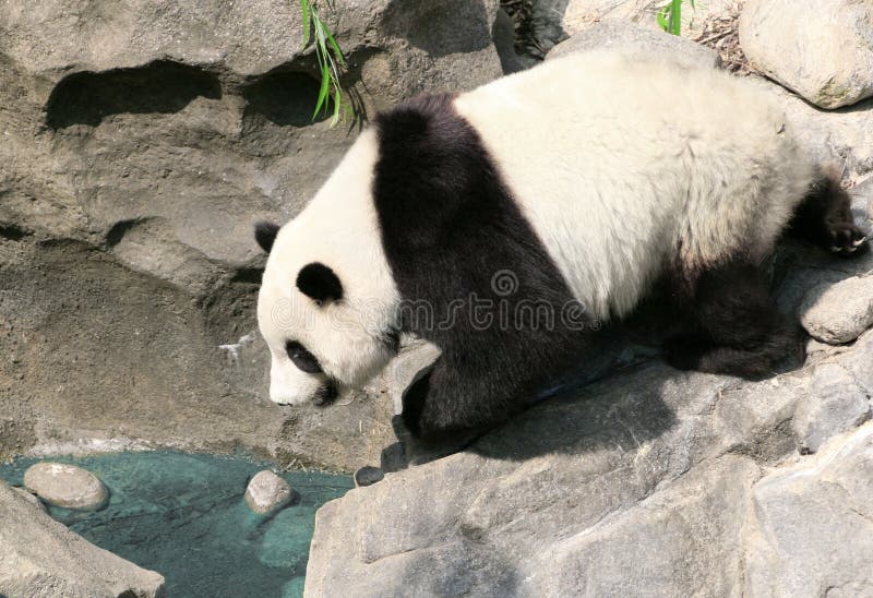 Panda Drinking stock photo. Image of symbol, unique, environment - 2933684