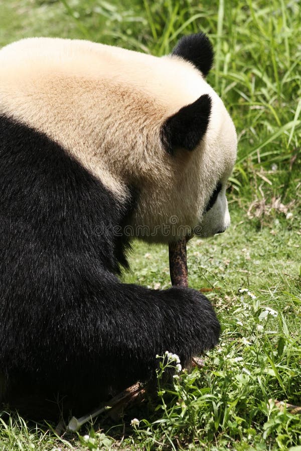 Panda Eating stock image. Image of hungry, panda, lunch - 7407849