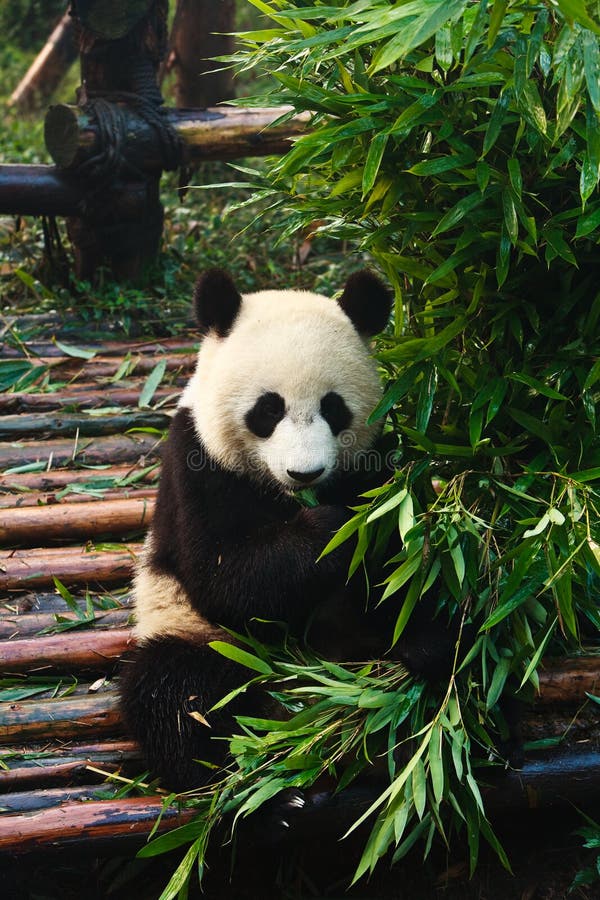Panda eating Bamboo stock photo. Image of asia, face, furry - 6947358