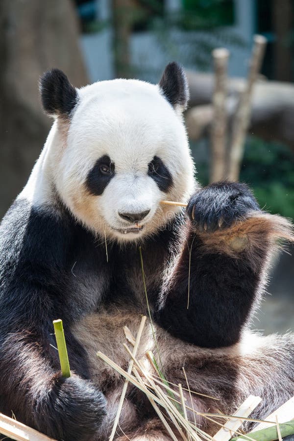 Panda eating bamboo stock image. Image of panda, black - 268406497