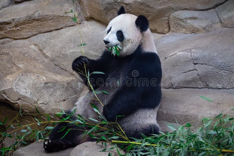 Panda Eating Bamboo in the Forest Stock Image - Image of endangered ...