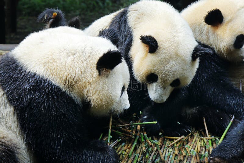 Panda eating bamboo stock image. Image of chengdu, wildlife - 122481431
