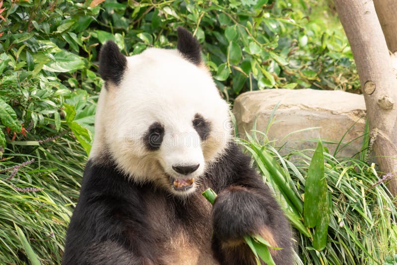 Panda Eating Bamboo Leaf for Lunch Stock Image - Image of wild, cute ...