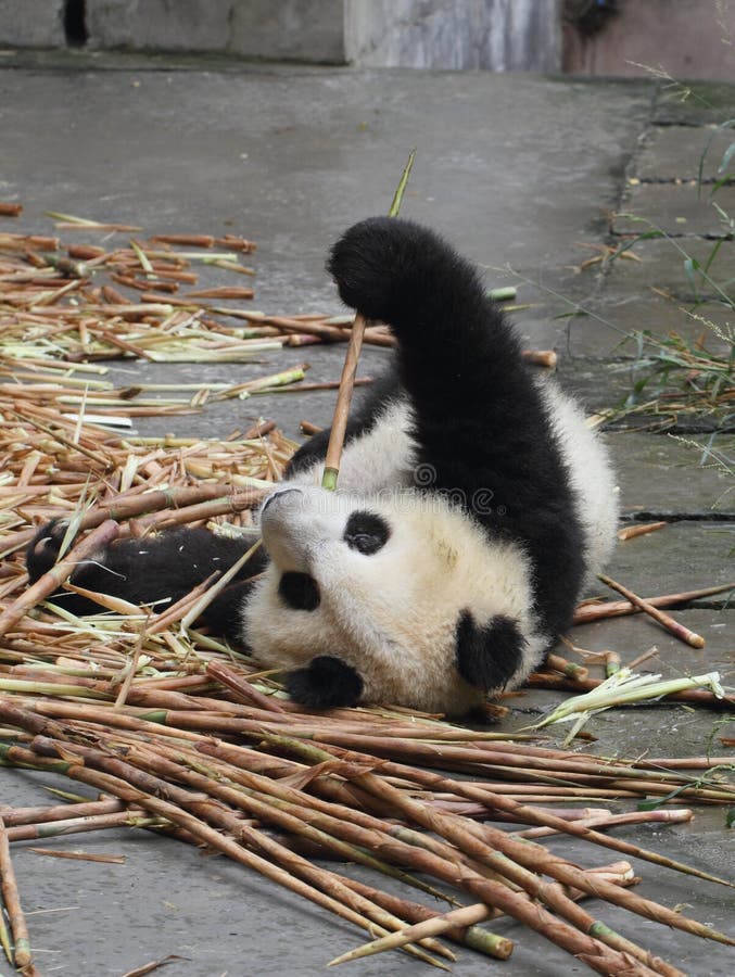 Panda eat bamboo shoots stock image. Image of prptected - 40037601