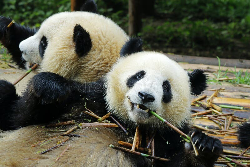 Panda eating bamboo stock photo. Image of forest, eating - 122481572