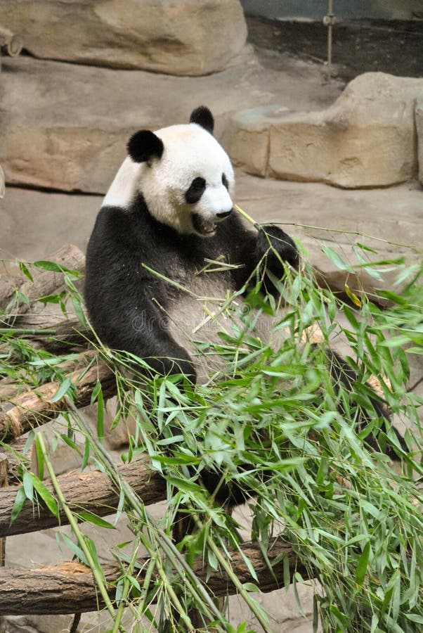 Panda eating bamboo stock photo. Image of bamboo, asia - 83588448