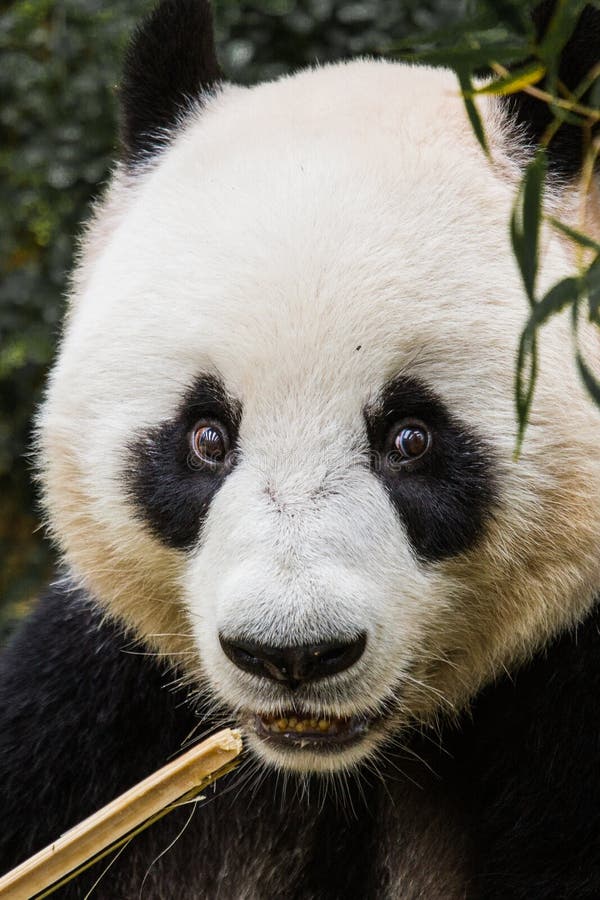 Panda Eating stock photo. Image of rare, wilderness, conservation ...