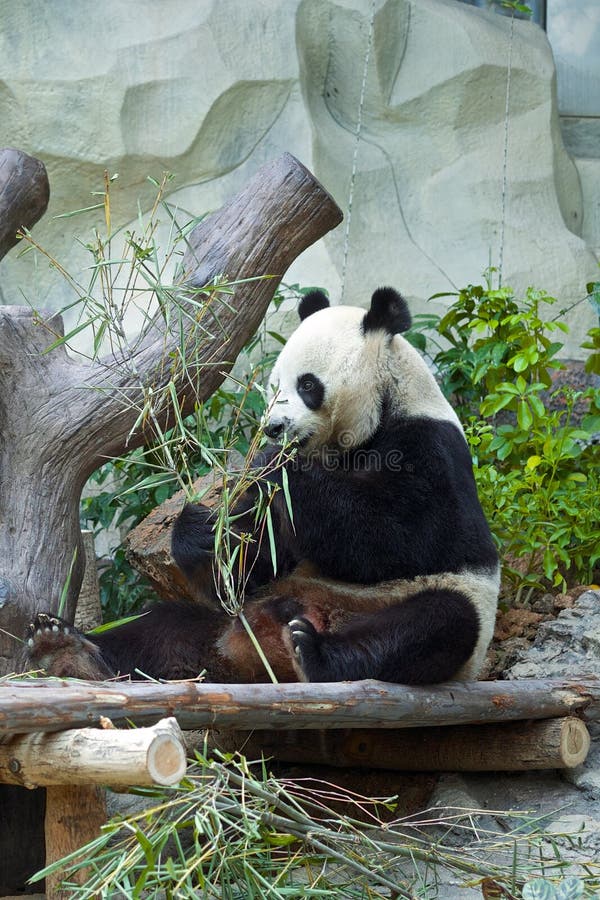 Panda eating stock image. Image of baby, white, eating - 43957339