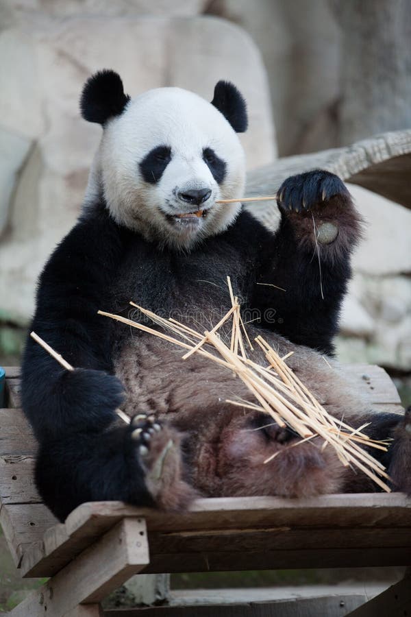 Panda eating stock photo. Image of happily, bamboo, panda - 33272678