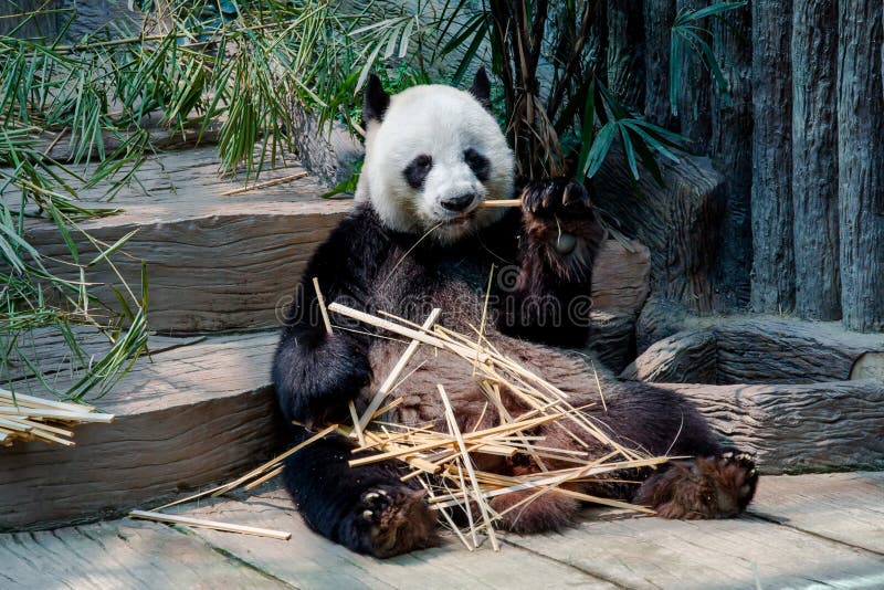 Panda enjoy eating stock photo. Image of thailand, feed - 95086322