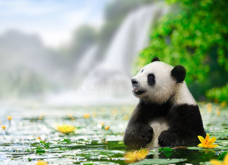 Giant panda bear in tree stock image. Image of food, bamboo - 16333299