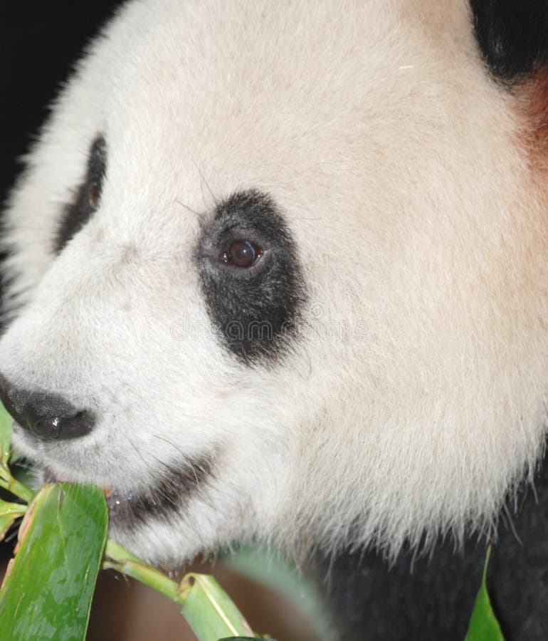 Panda face stock photo. Image of animals, environmental - 12885644
