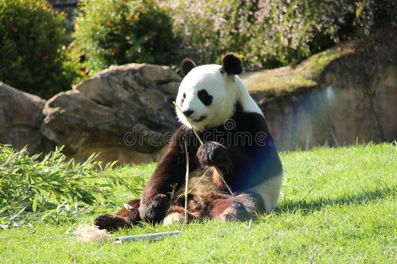 Panda sitting stock image. Image of serve, noir, gacopy - 318572121