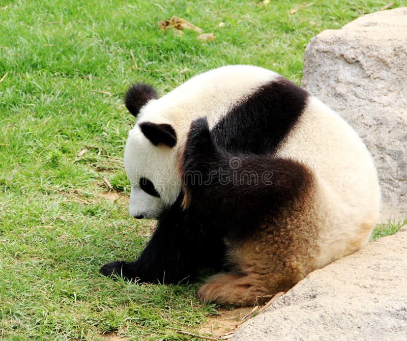 Panda; Gato De Oso; Binturong Foto de archivo - Imagen de ciervos ...