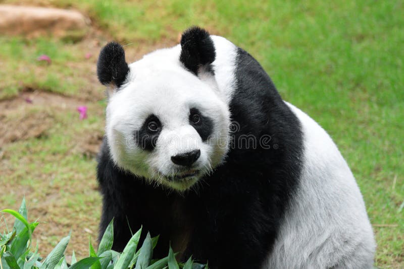 Panda gigante imagem de stock. Imagem de leste, gordo - 27317423