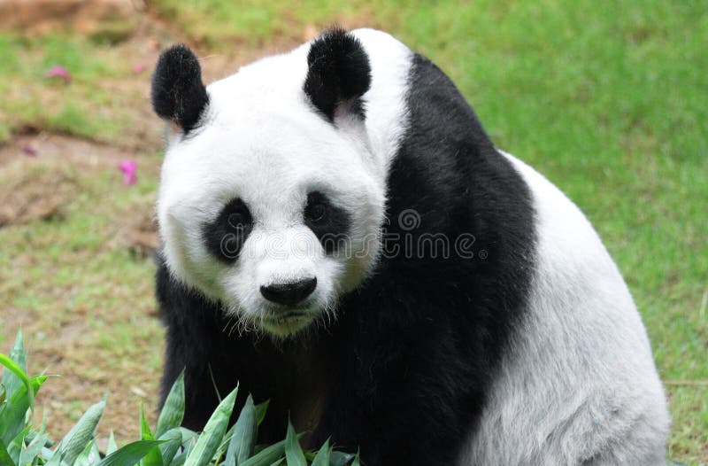 Panda gigante imagen de archivo. Imagen de ambiente, grande - 28281443