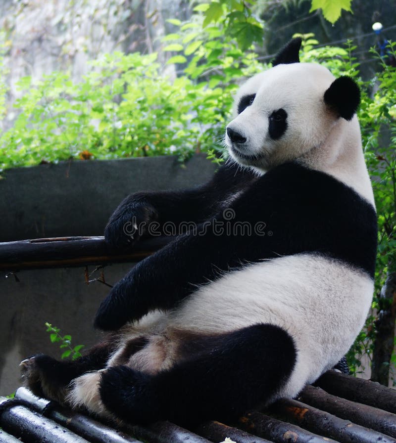 Panda gigante imagem de stock. Imagem de nave, porcelana - 36054887