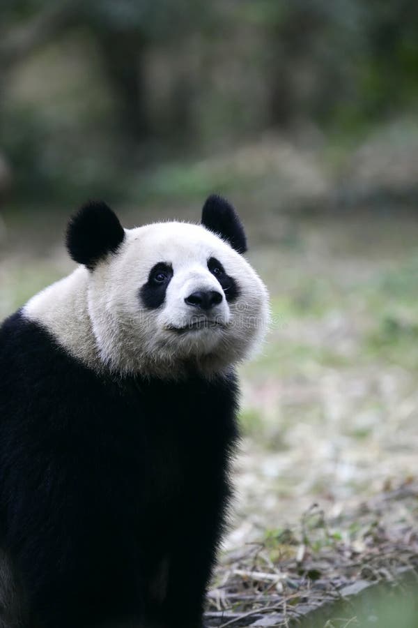 Panda-gigante imagem de stock. Imagem de panda, ursos - 3614127