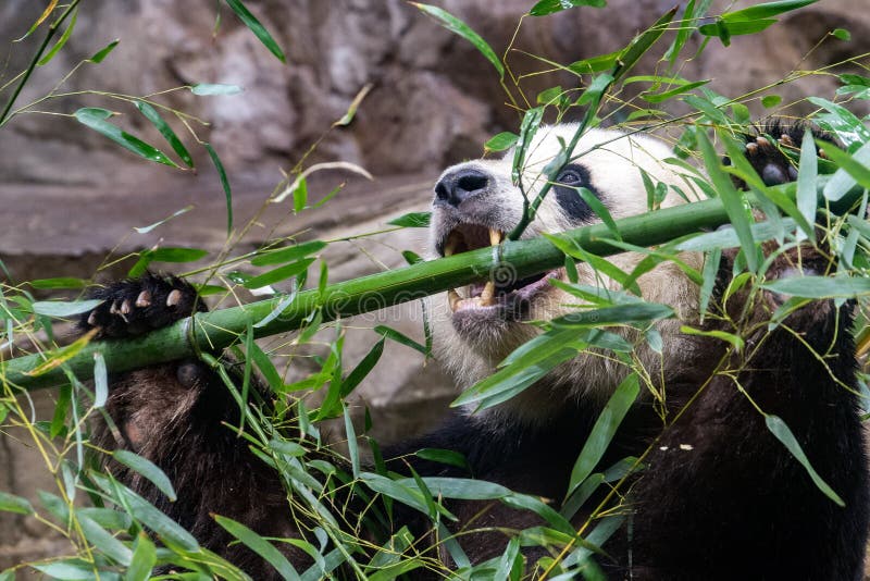 Panda Gigante Ao Comer O Bambu Foto de Stock - Imagem de especial ...