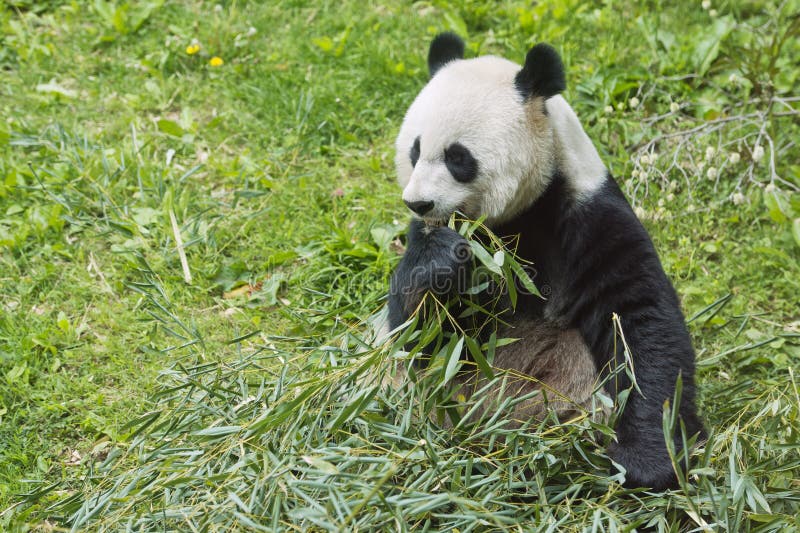 Panda Gigante Ao Comer O Bambu Imagem de Stock - Imagem de turismo ...