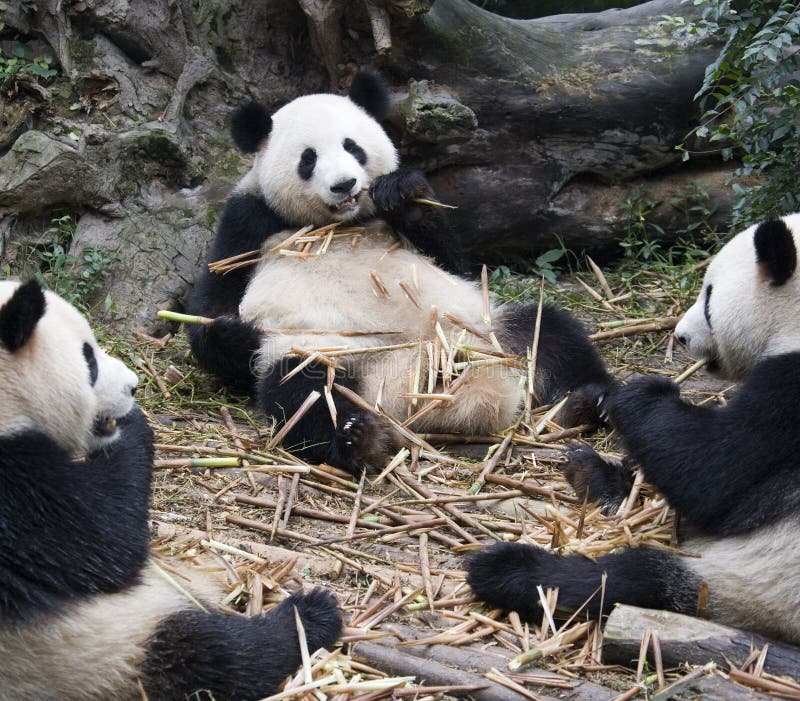 Panda gigante - Cina immagine stock. Immagine di panda - 22477723