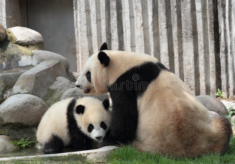 Panda Gigante Com Seu Filhote Foto de Stock - Imagem de deleitado ...