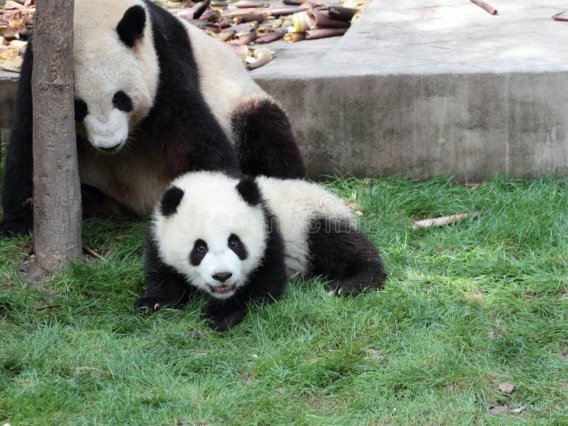 Panda Gigante Com Seu Filhote Foto de Stock - Imagem de bambu, ninguém ...