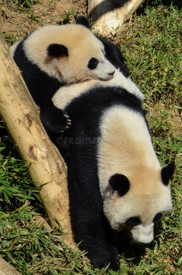 A Panda Gigante E O Filhote Comem O Bambu Imagem de Stock - Imagem de ...