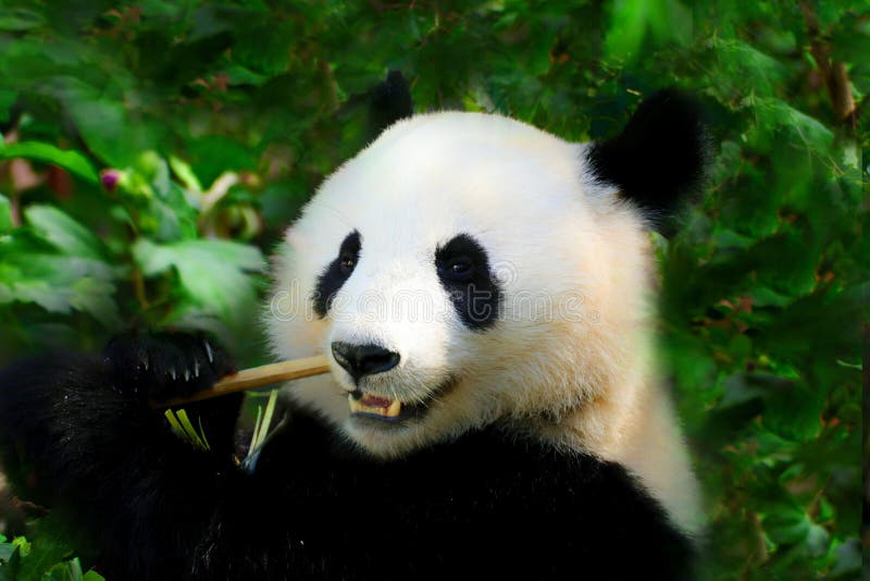 Panda Gigante No Fundo Verde Imagem de Stock - Imagem de oriental ...