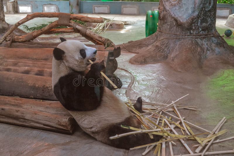 Panda in Hainan Island China Stock Photo - Image of habitat, furry ...