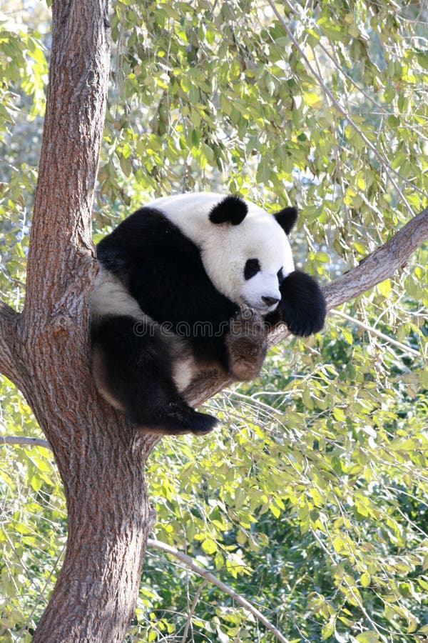 Panda stock image. Image of ears, branch, leaf, mouth - 36291573