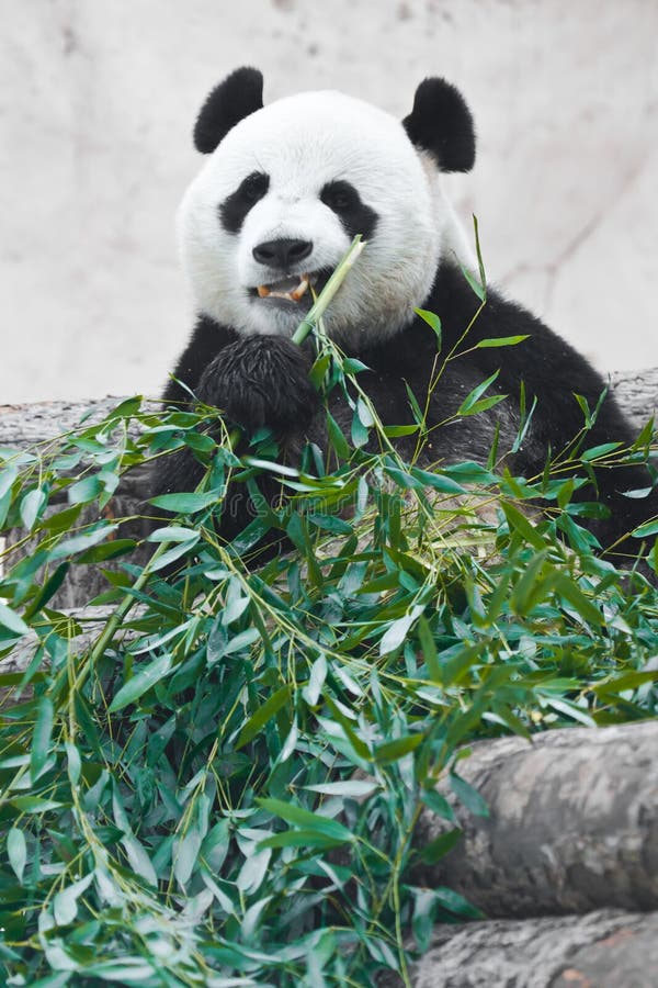 Panda Has a Snack Sitting on a Pile of Bamboo Stock Photo - Image of ...