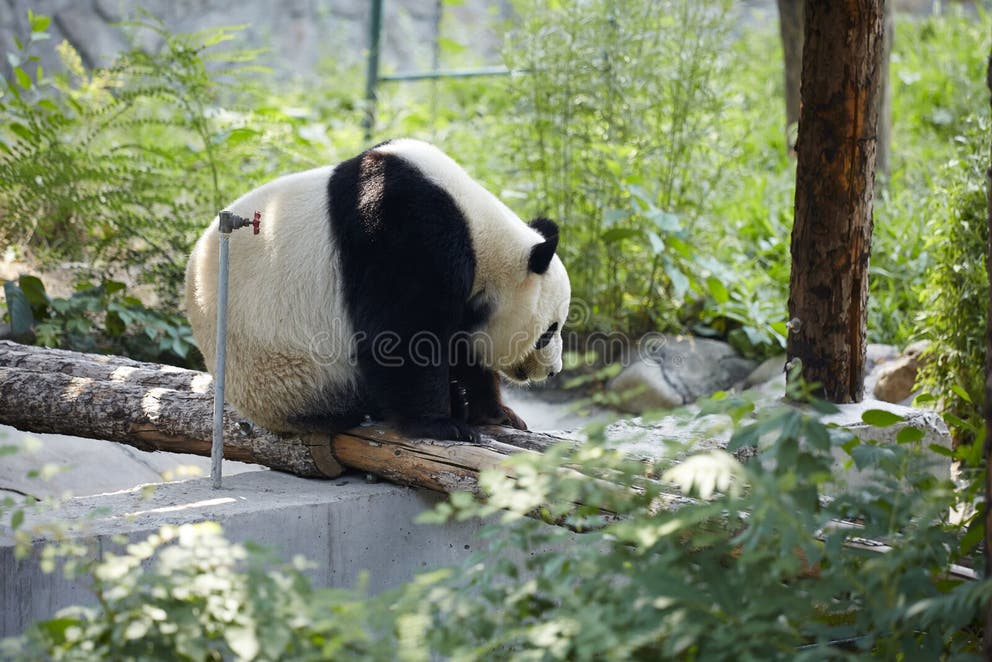 Panda having a rest stock photo. Image of unique, bamboo - 73199248