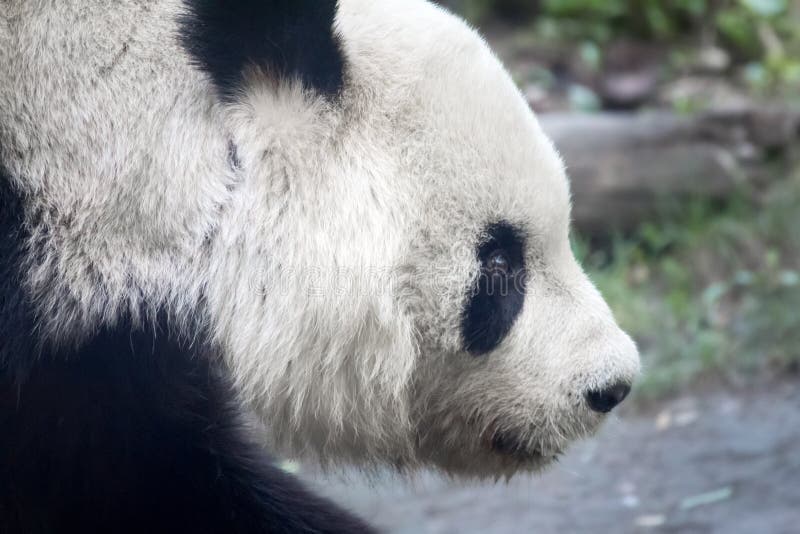 Panda head. stock image. Image of adult, closeup, bear - 102619321