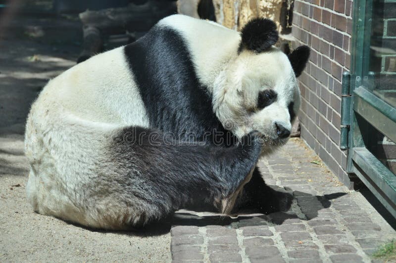149 Panda Triste Fotos de stock - Fotos libres de regalías de Dreamstime