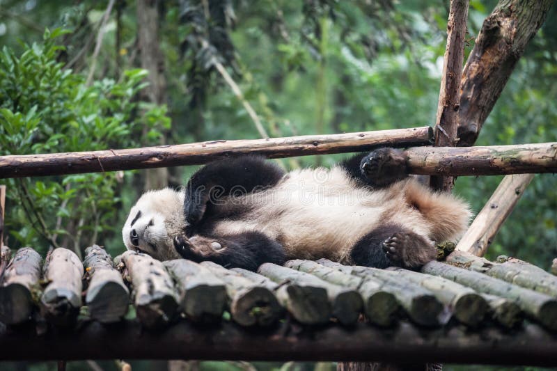 Panda in the jungle stock photo. Image of rare, color - 43853566