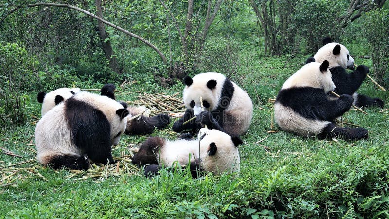 Panda Living in China Sichuan Conservatory Stock Image - Image of cute ...